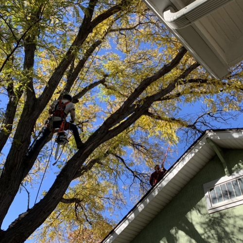 Langley's Tree Specialist is a Tree Service Company in Greeley, CO 80634